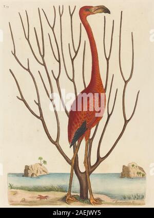 Elegant American Flamingo, Phoenicopterus ruber, graces wetlands with ...