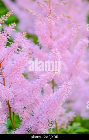 Aruncus dioicus or goat beard pink plant close up on green on blurred ...