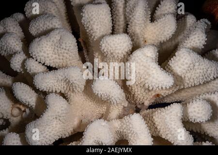 Skeleton of a hard coral Stock Photo - Alamy
