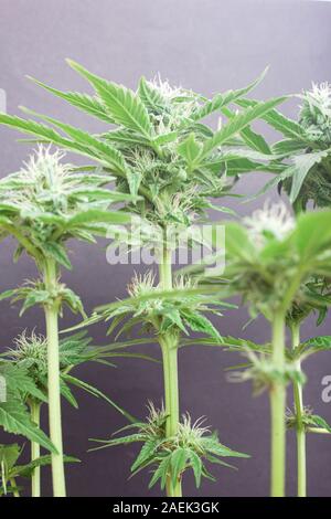 beautiful flowering cannabis bush with snow-white buds strewn with ...