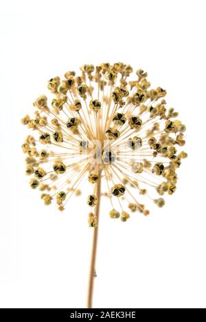 close up allium dried flower Stock Photo - Alamy