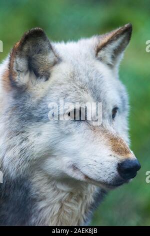 Grey captive Northwestern Wolf (Canis Lupus Occidentalis) also known as ...