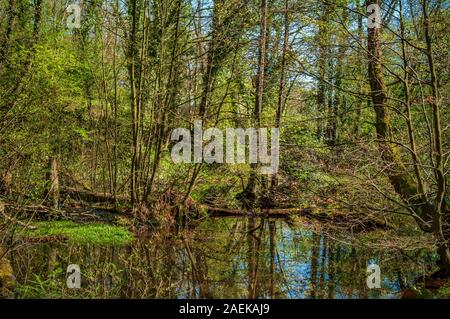 Old mill dam in the Rivelin Valley, near Sheffield Stock Photo - Alamy