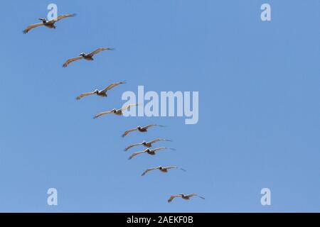 Brown Pelicans flying in formation Stock Photo - Alamy