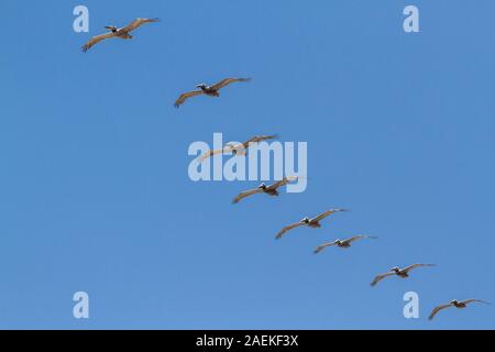 Brown Pelicans flying in formation Stock Photo - Alamy
