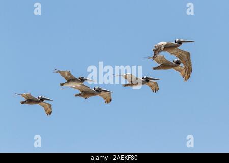 brown pelicans flying in formation with a blue sky in the background ...