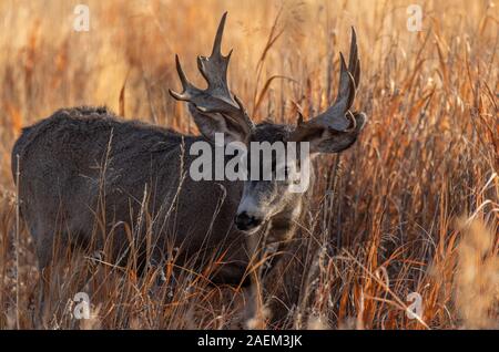 A Beautiful Mule Deer Buck with Palmated Antlers Stock Photo - Alamy