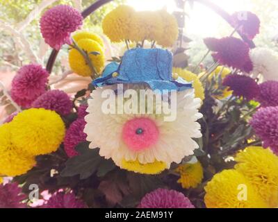 A chrysanthemum of cute face is presented in Tianbo Yang House, a ...