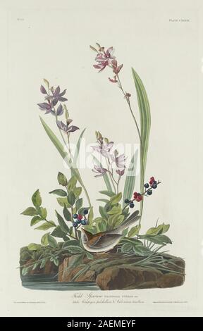 Illustration by Robert Havell after John James Audubon, 1830, showing ...