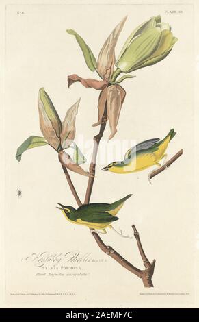 An ornithological plate by Robert Havell after John James Audubon from ...