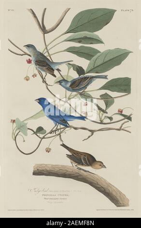 This 1829 illustration by Robert Havell after John James Audubon ...