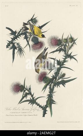 Yellow Bird or American Goldfinch, 1828 by Robert Havell after John ...