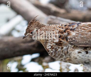 A Ruffed Grouse on a winter day in Minnesota Stock Photo - Alamy