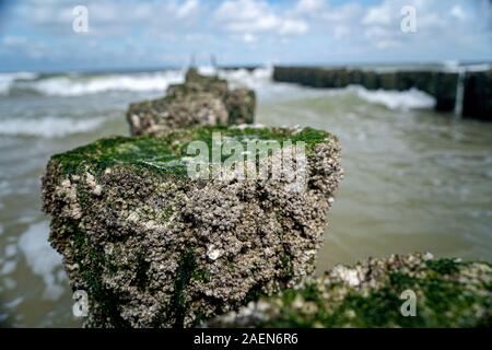 Barnacles are sea creatures that attaches themself to a jetty, rock ...