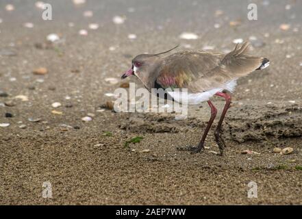 Southern lapwing chasing insects on the beach Stock Photo - Alamy