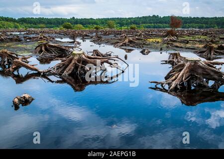 Blakemere Moss lake in Delamere Forest Park in Cheshire Stock Photo ...