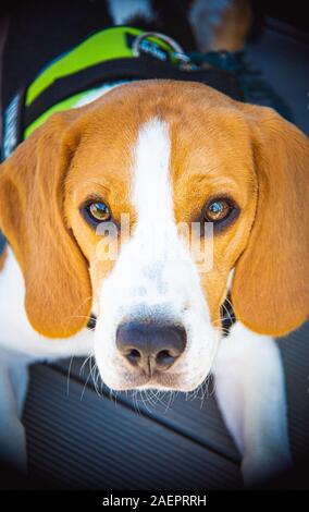 Portrait Of Beautiful Puppy Of English Beagle On Snow Backround Stock ...