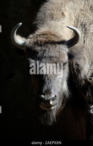 European Bison Wisent (Bison bonasus Stock Photo - Alamy