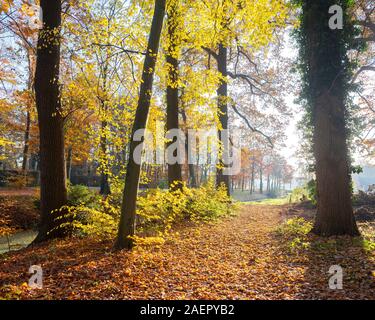 autumn leaves and duckweed on ditch in fall forest near utrecht in the ...