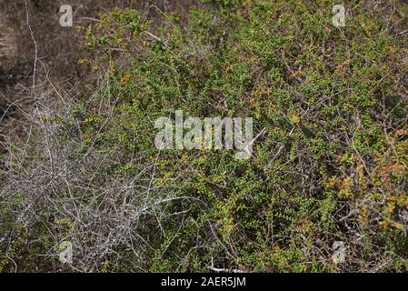 Suaeda fruticosa; Shrubby Sea-blite Stock Photo - Alamy