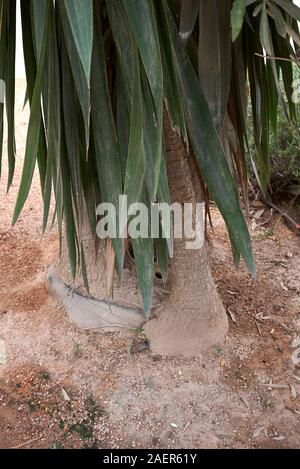 Giant Yucca (Yucca gigantea or Yucca elephantipes), Asparagaceae Stock ...