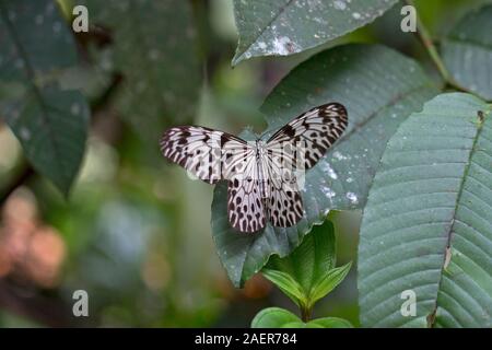 Sri Lanka Tree Nymph (Idea iasonia Stock Photo - Alamy