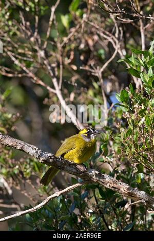 Yellow-eared Bulbul - Pycnonotus penicillatus, beautiful colored ...