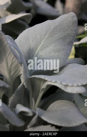 Sea cabbage Senecio candicans flowers on the shore of Shedder Pond ...
