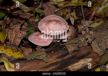 Lilac Bonnet - Mycena pura fungi uk Stock Photo - Alamy