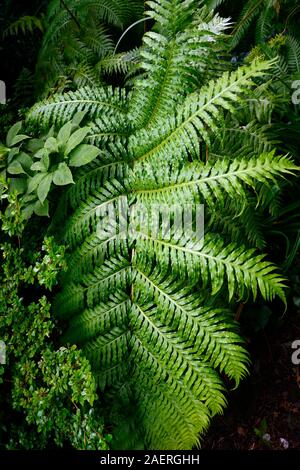 Woodwardia radicans,rooting chainfern,chain fern,ferns,green fronds ...