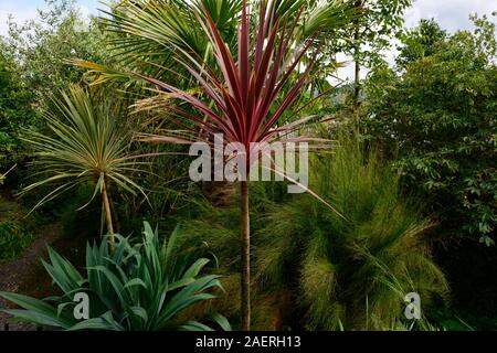 cordyline australis pink passion,restio ischyrolepis subverticillata ...