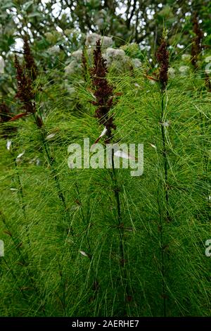 A restio Thatching Reed Chondropetalum tectorum (Restionaceae) South ...