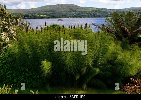 Elegia tectorum,Chondropetalum tectorum,Restio tectorum,Cape thatching ...