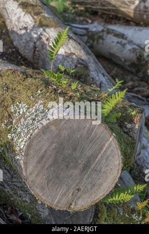 Splits, cracks and fissures in sawn end of tree cross section. Metaphor ...