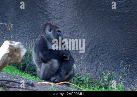 Silverback Gorilla sitting on a rock Stock Photo - Alamy
