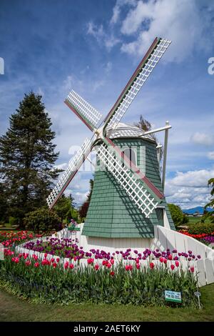 Mount Vernon, Washington State, USA. Multi-colored tulip fields Stock ...