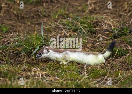 Hermelin im Winterfell im Schnee, Mustela erminea Stock Photo - Alamy