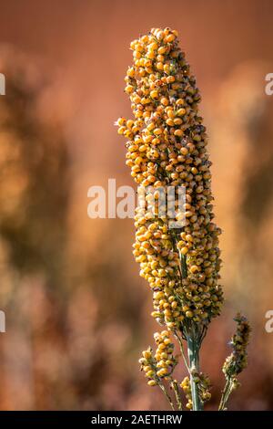 Sorghum row crops ready to harvest, Hughsville, Maryland Stock Photo ...