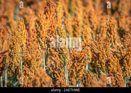 Sorghum row crops ready to harvest, Hughsville, Maryland Stock Photo ...