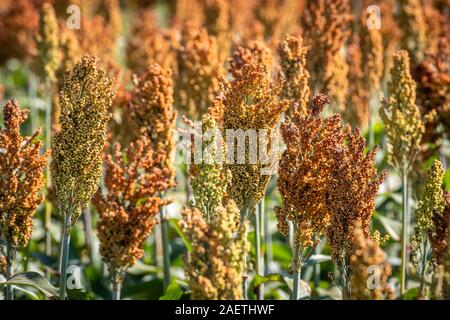 Sorghum row crops ready to harvest, Hughsville, Maryland Stock Photo ...