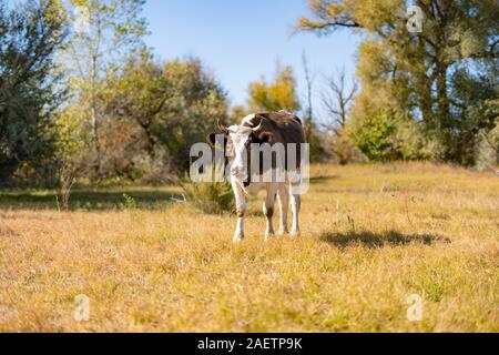 a happy funny single cow standing in the field, nature scenery, summer ...