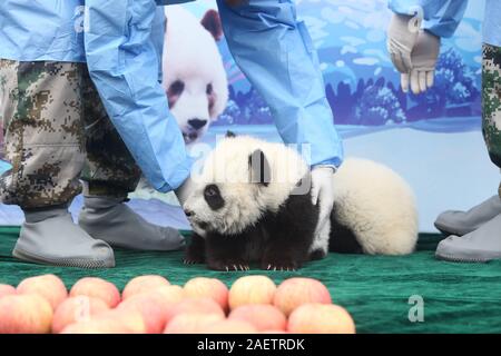 Giant pandas in Xi'an City, northwest China's Shaanxi Province, 9 ...