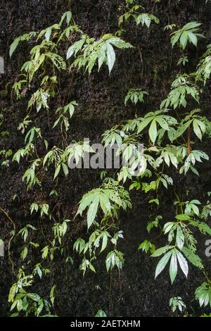 A waterfall on the black stone wall Stock Photo - Alamy