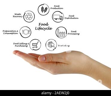Diagram of Food lifecycle Stock Photo - Alamy