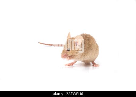 Common house mouse isolated on white background Stock Photo - Alamy