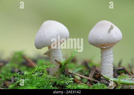 Cystoderma carcharias, known as Pearly Powdercap, wild mushroom in the ...