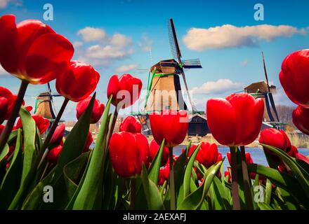 The famous Dutch windmills. Wiev through red tulips on the Netherlands ...