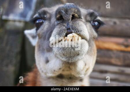 Llama with crooked teeth Stock Photo - Alamy