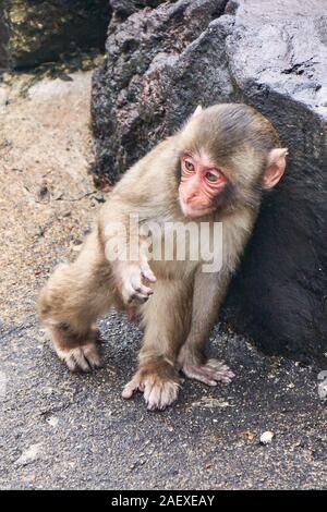 A Japanese macaque monkey scratches itchy face skin suffering from hay ...