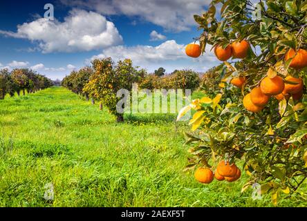 Orange Trees Farm in Sicily, Italy. Oranges Fruits Cultivation Stock ...